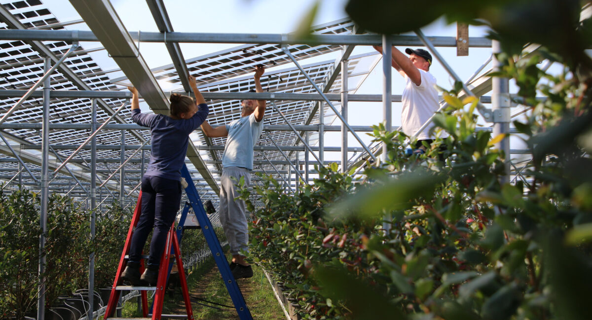 Transparent Agri Solar Panels for Farms & Vineyards - Sharp EIT Solutions